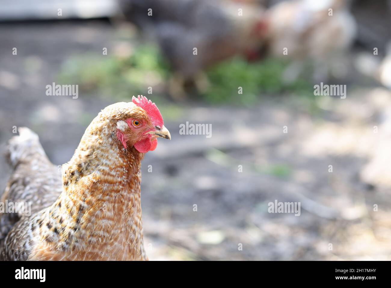 Rooster walks hi-res stock photography and images - Alamy