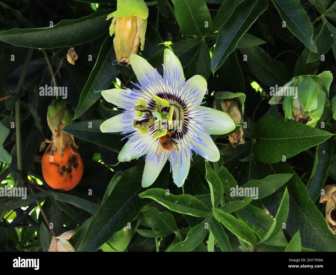 A closeup shot of a passiflora growing in a garden Stock Photo - Alamy