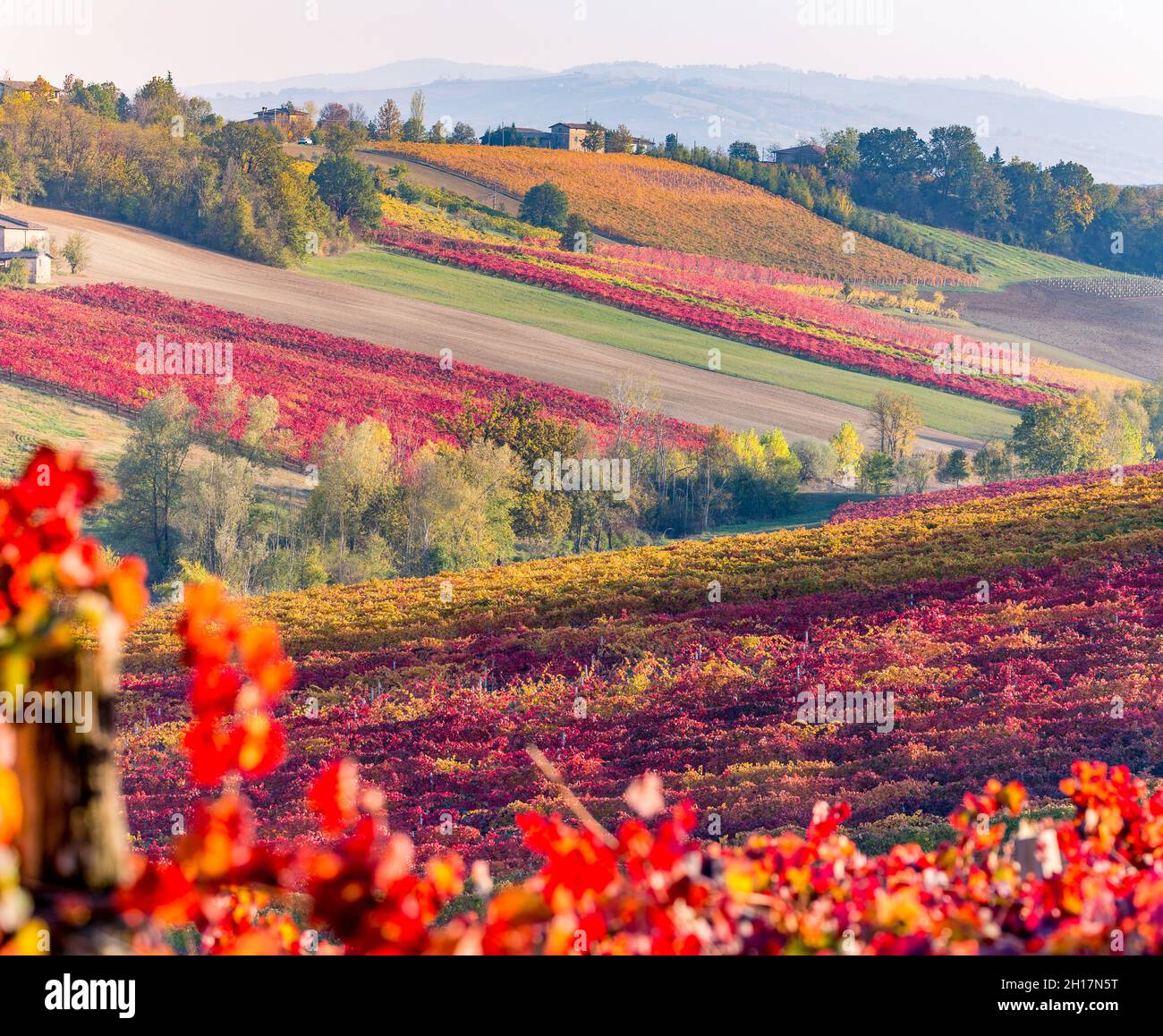 Vineyards and autumn landscape, rolling hills and fall colors Stock ...