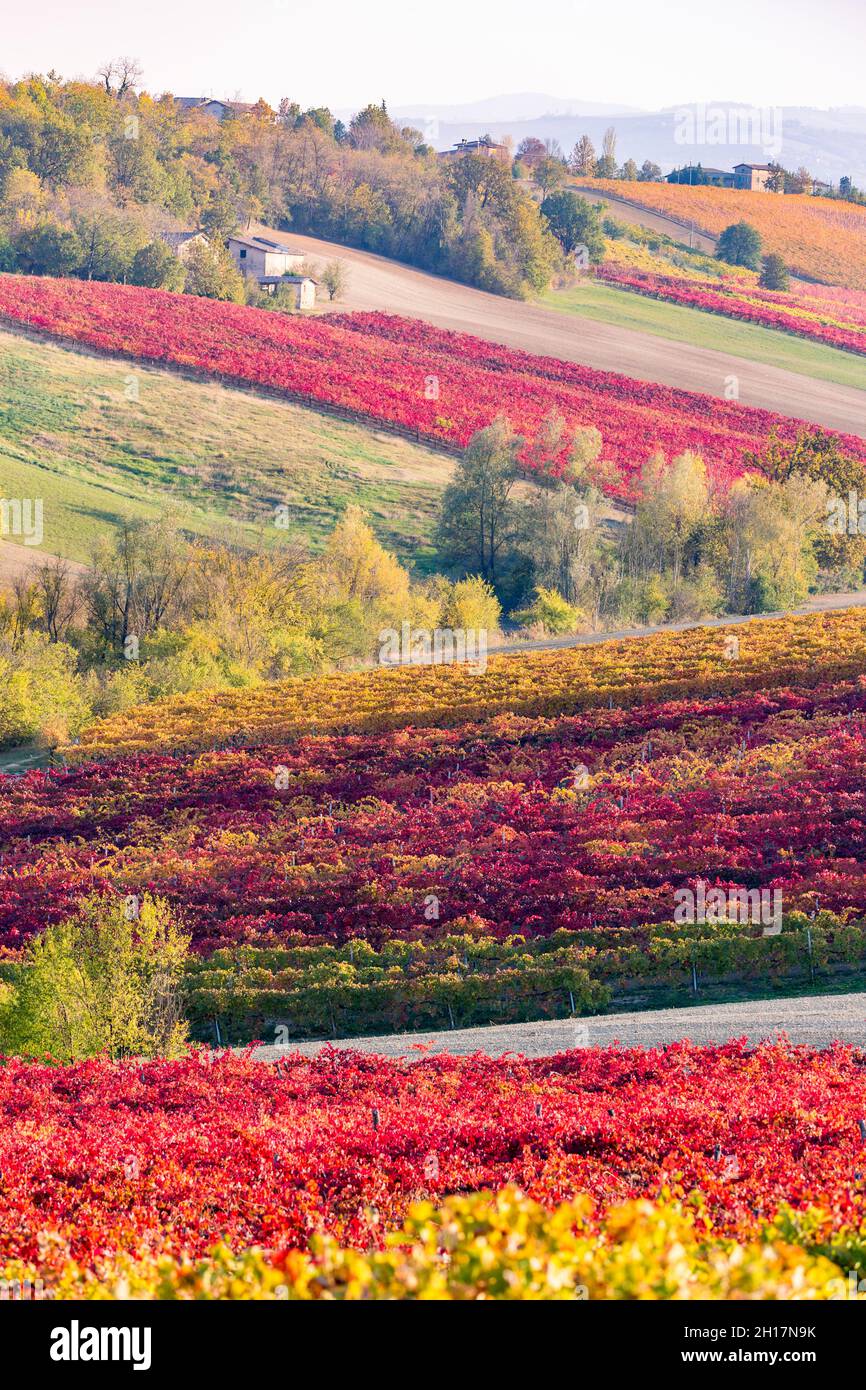 Vineyards and autumn landscape, rolling hills and fall colors Stock ...