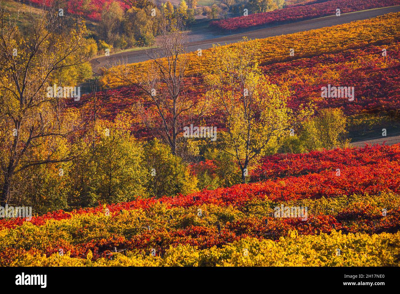 Vineyards and autumn landscape, rolling hills and fall colors Stock ...