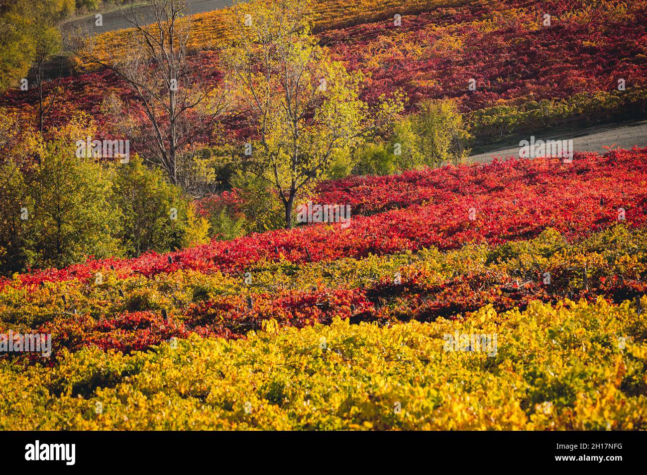 Vineyards and autumn landscape, rolling hills and fall colors Stock ...