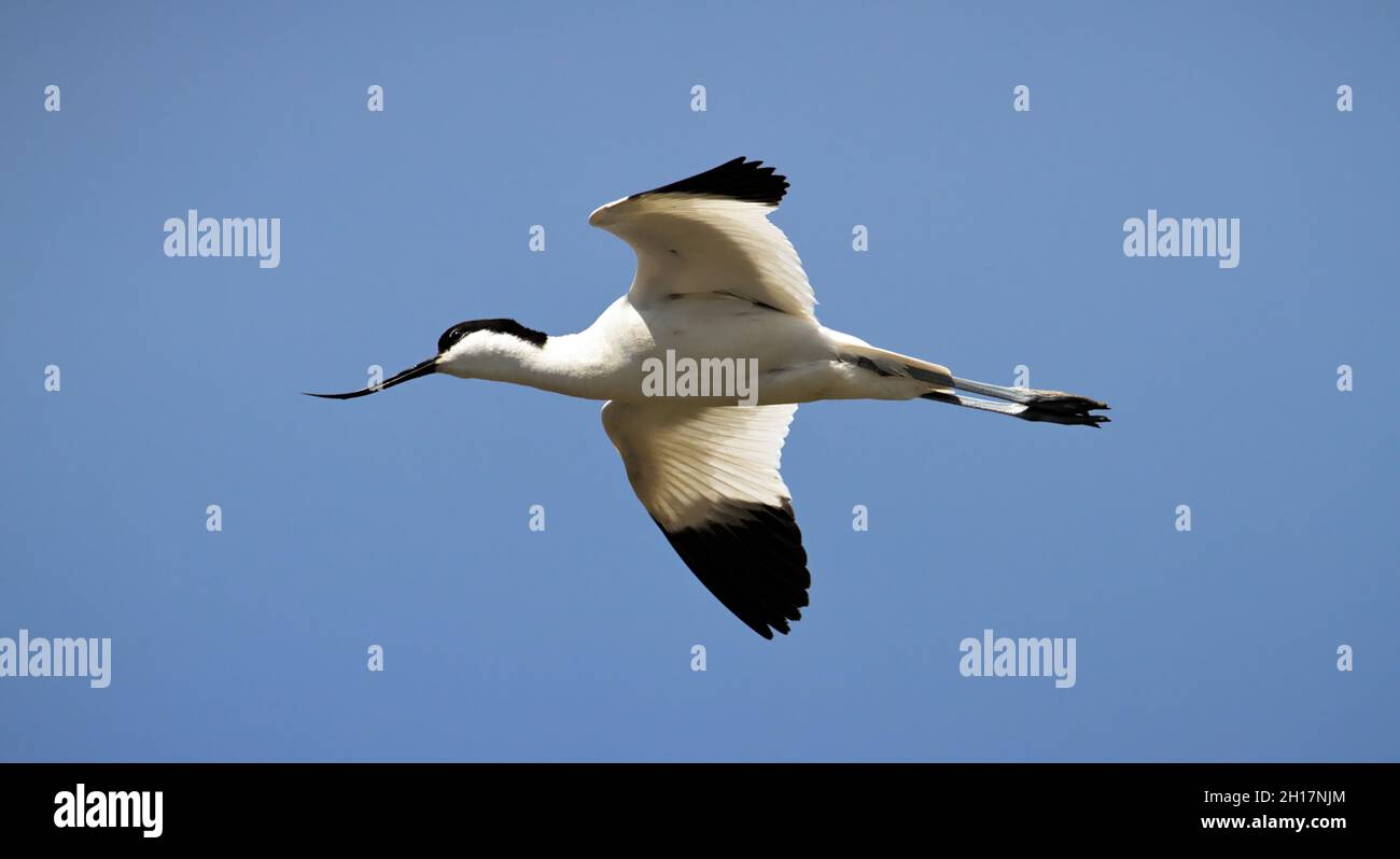 Avocet Uk Flying High Resolution Stock Photography and Images - Alamy