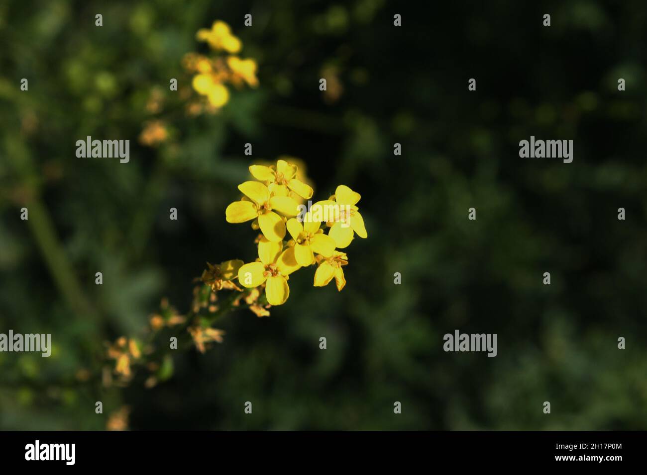 Small bright yellow flowers of bittercress or herb barbara or ...
