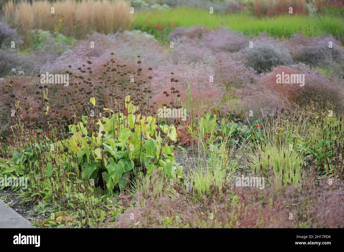 Piet oudolf hi-res stock photography and images - Alamy