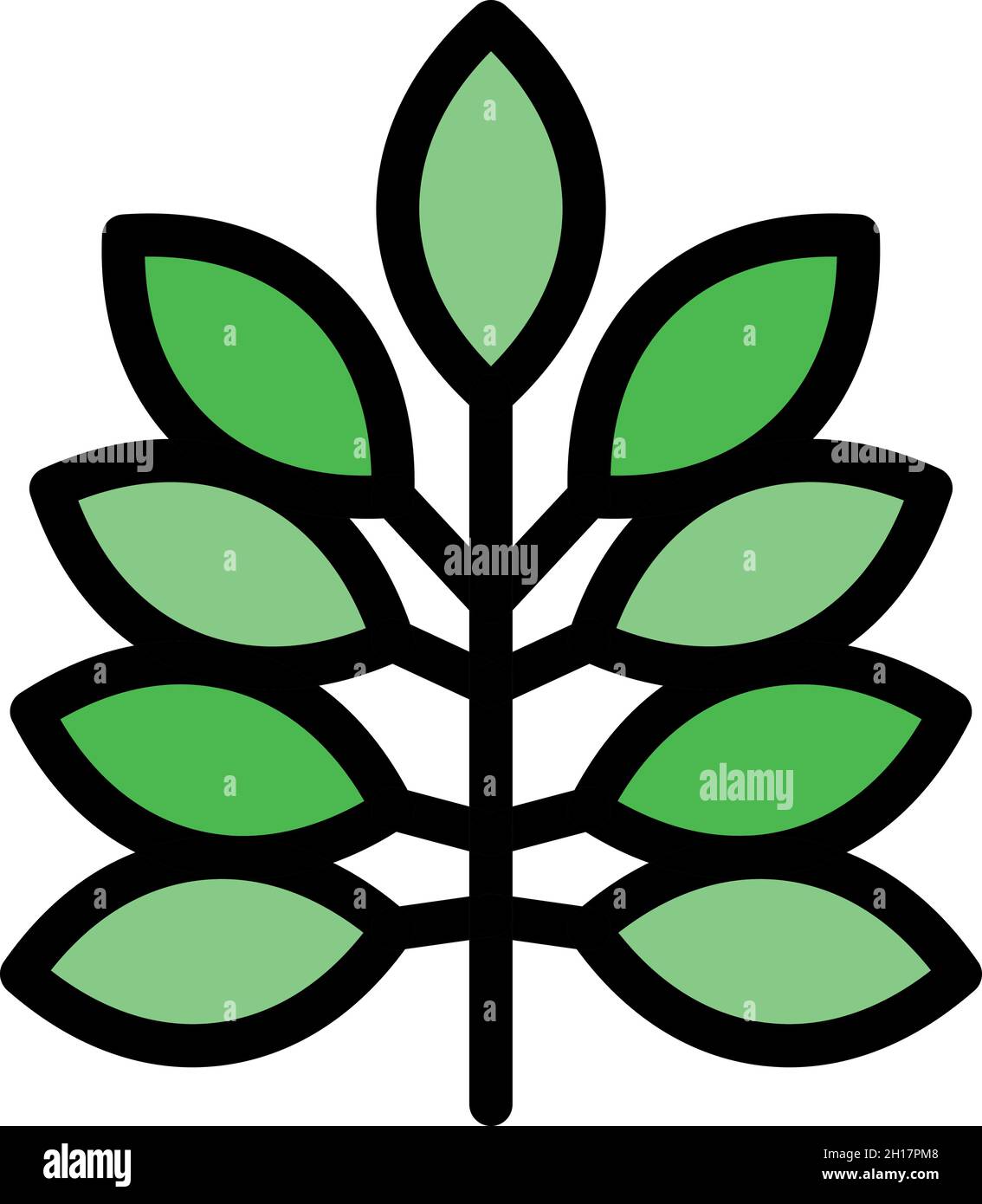 Oregano icon. Outline oregano vector icon color flat isolated Stock ...