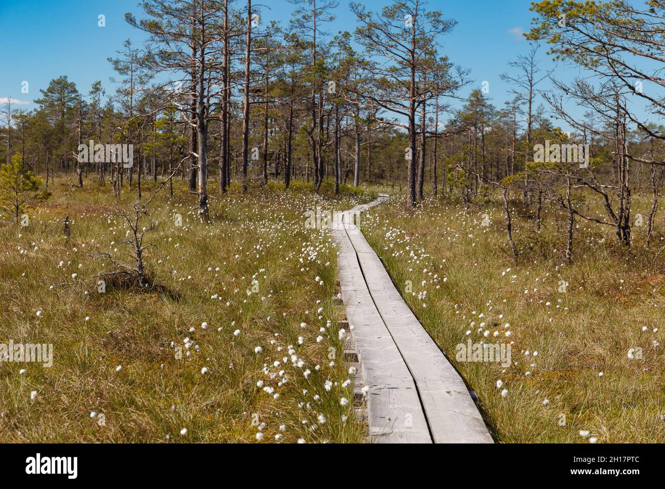 Bog forest park at swampland. Northern Europe, Estonia, Viru. Fall ...