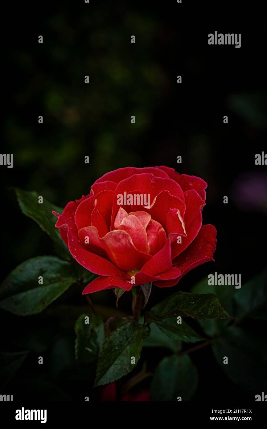 Growing red rose hi-res stock photography and images - Alamy
