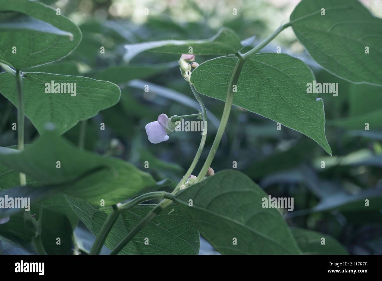 Beautiful fresh flowering beans leaf. Close up of a bush of green beans ...