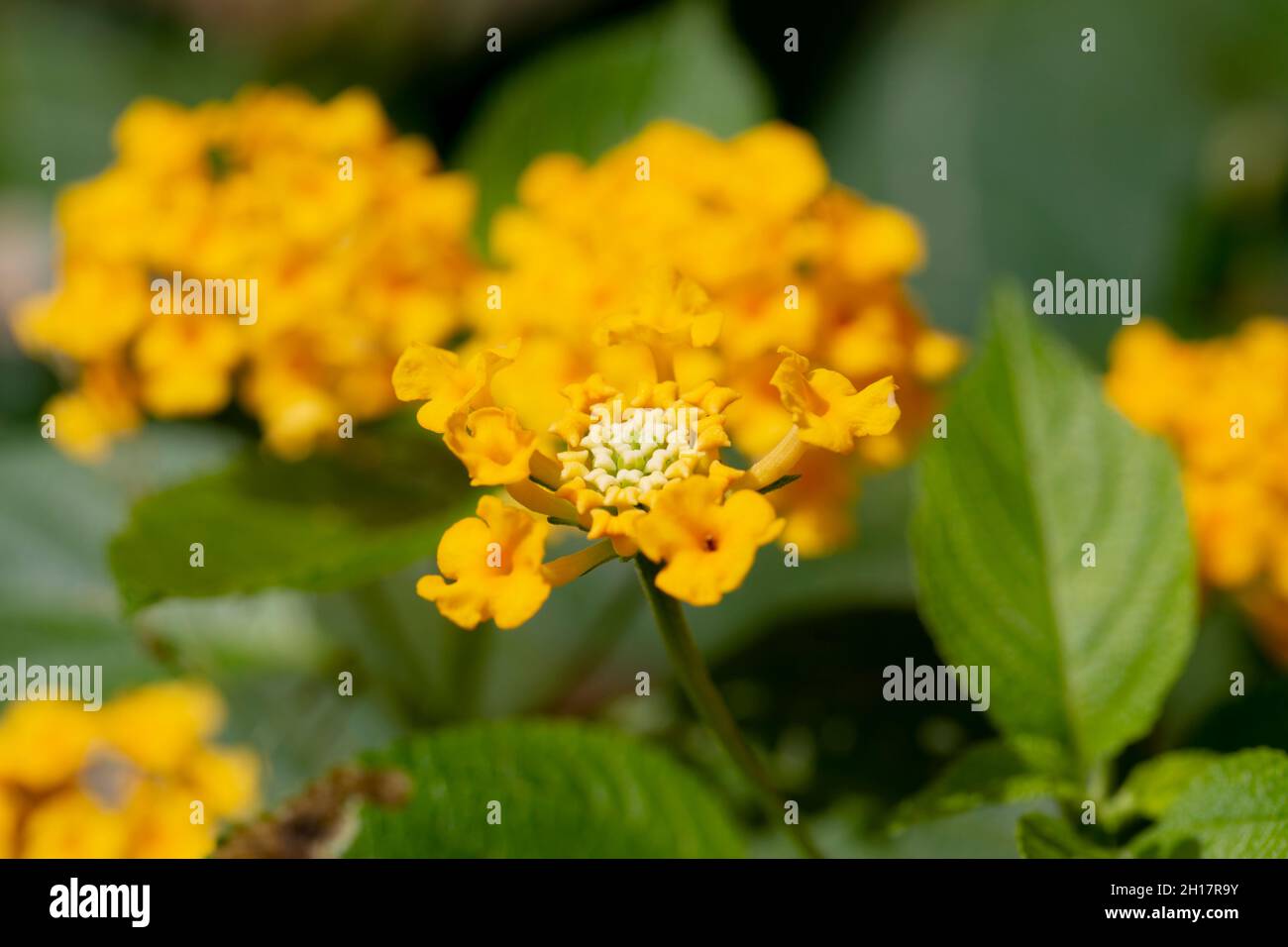 Gabon green hi-res stock photography and images - Alamy