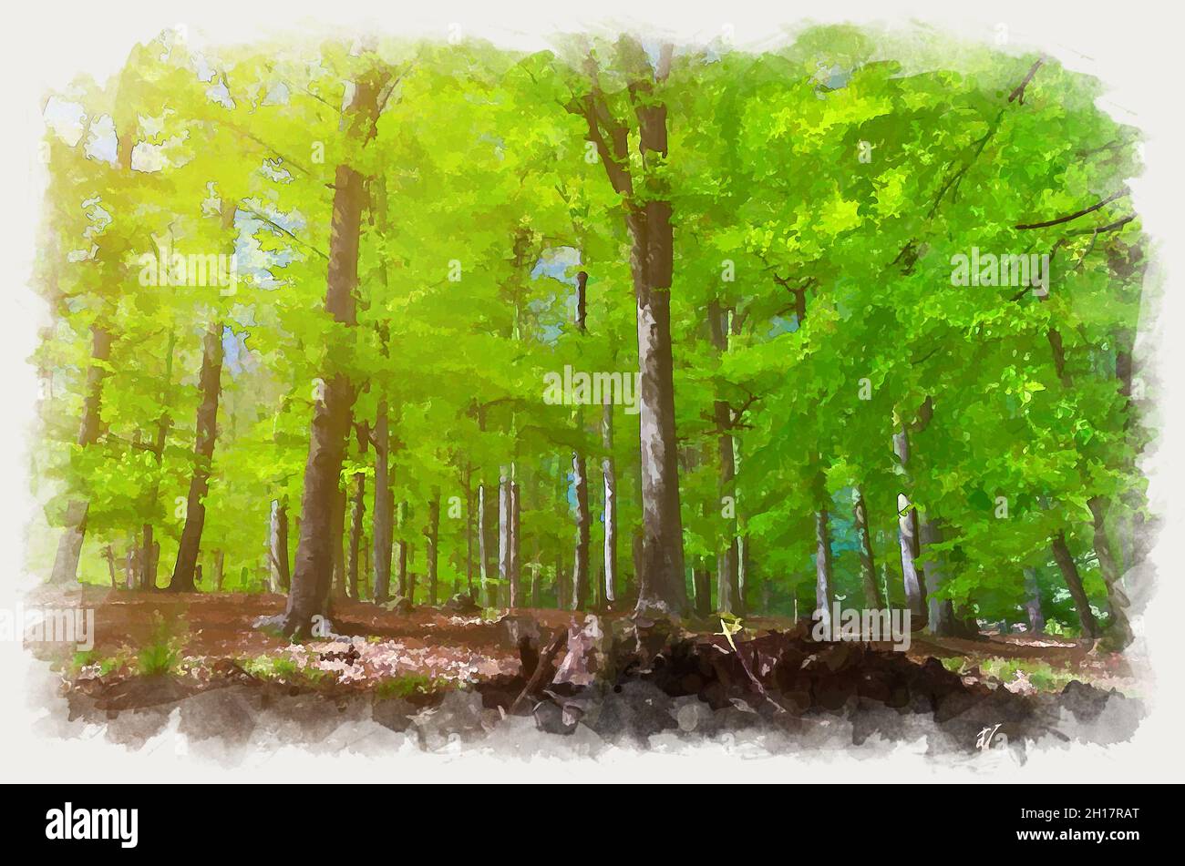 Beech leaves drawing hi-res stock photography and images - Alamy