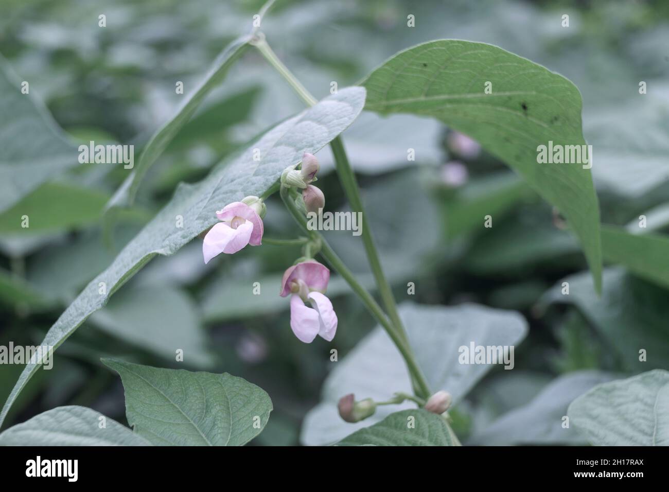 Beautiful fresh flowering beans leaf. Close up of a bush of green beans ...