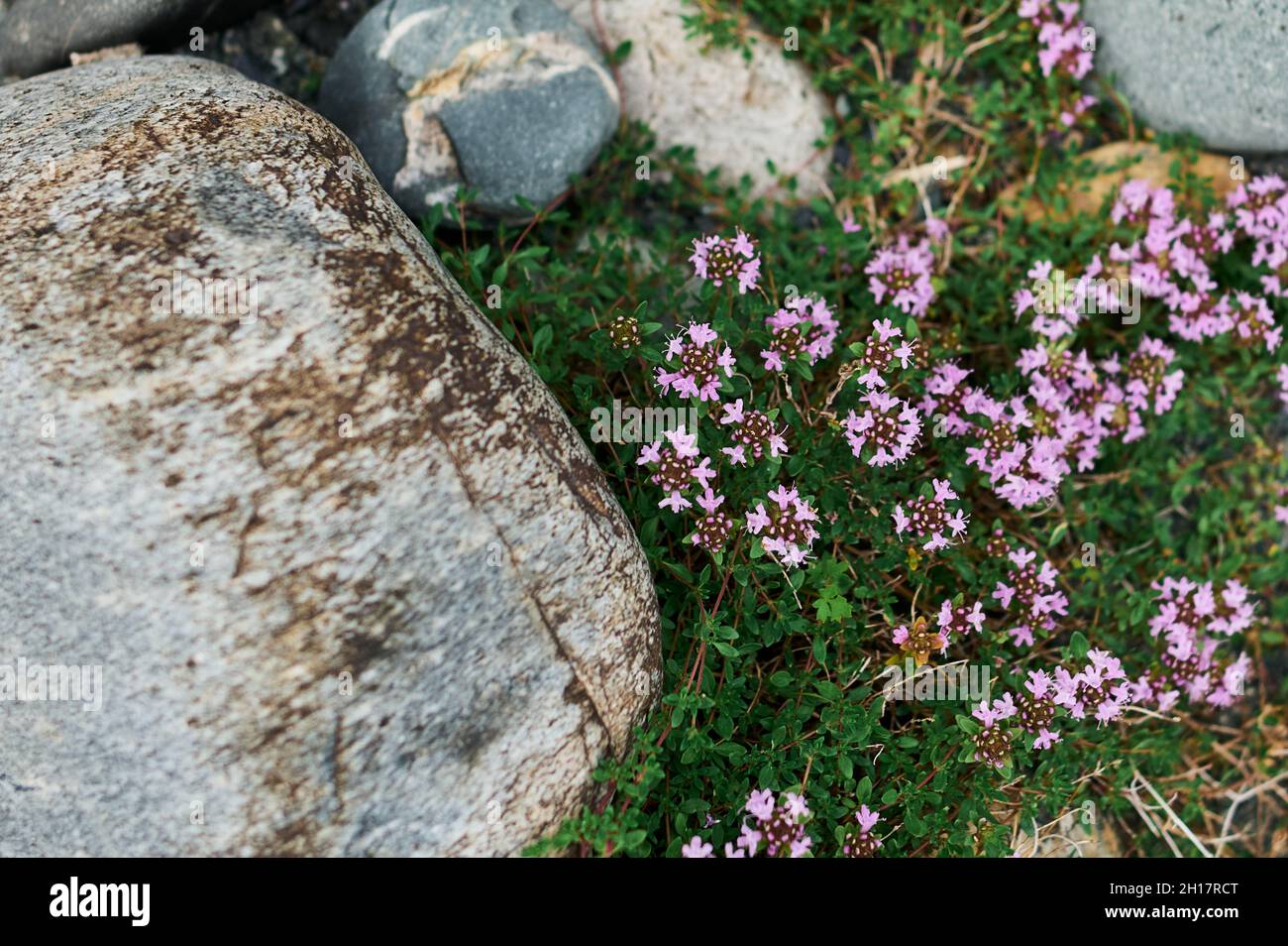 Beautiful violet wildflowers close-up on the background of a blooming ...