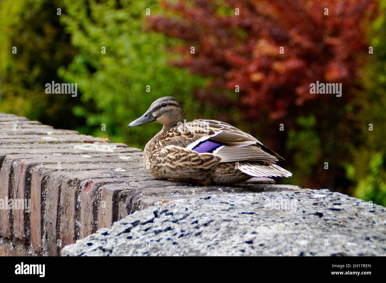Sitting duck hi-res stock photography and images - Alamy
