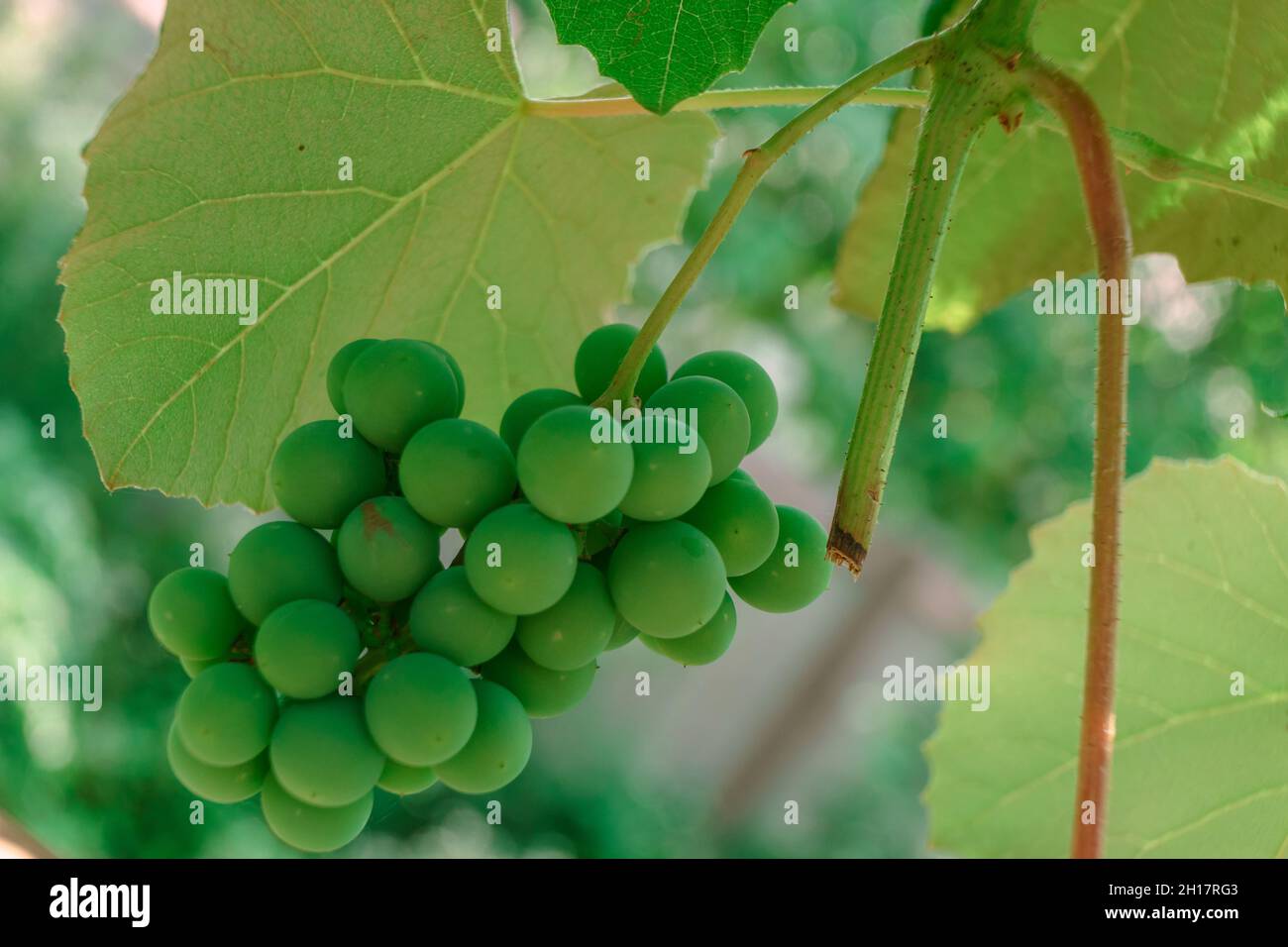 BeautifuGrape fresh green young background texture for design. Macro ...