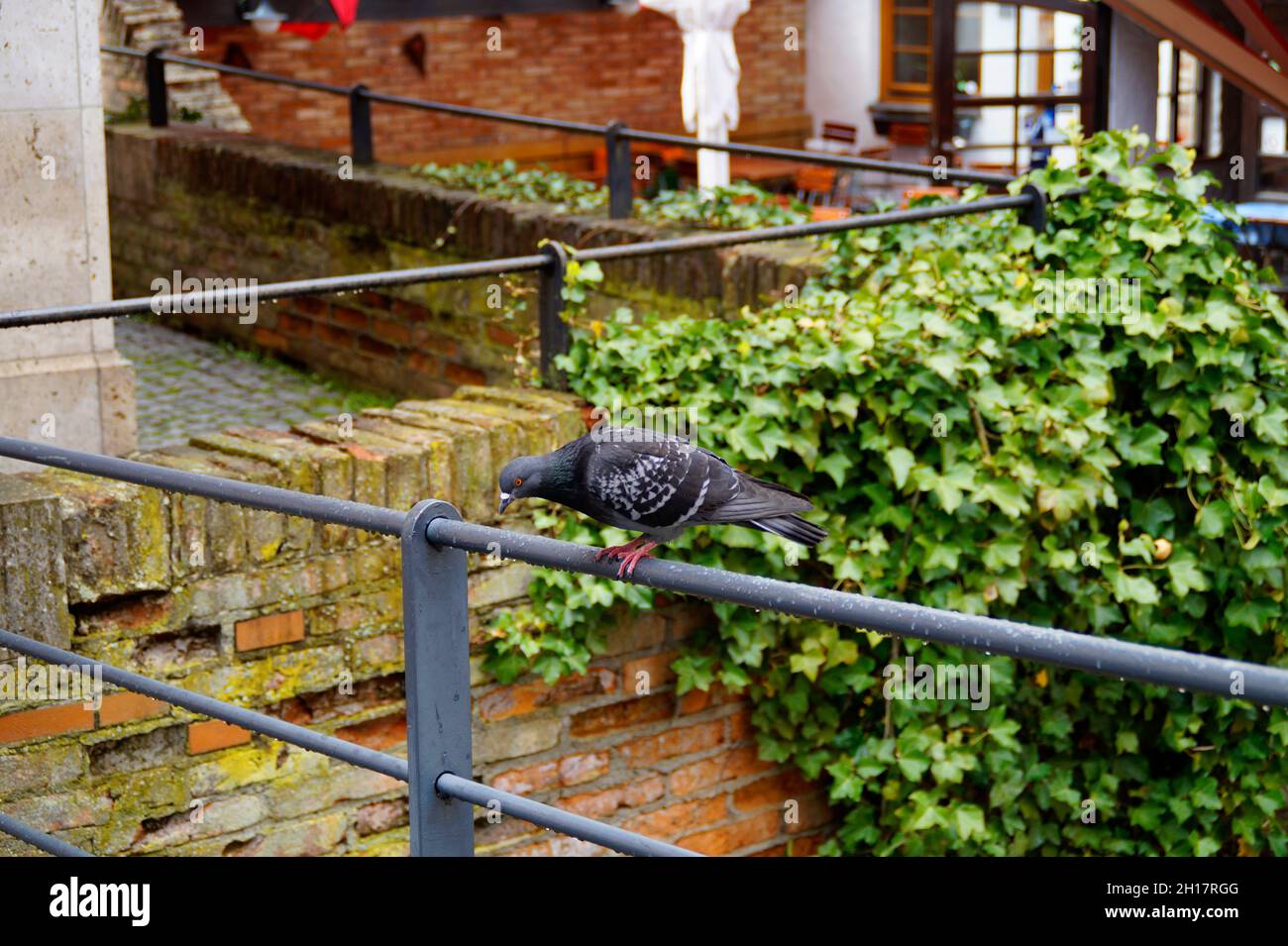 a beautiful dove sitting on a handrail in the German City of Ulm in ...