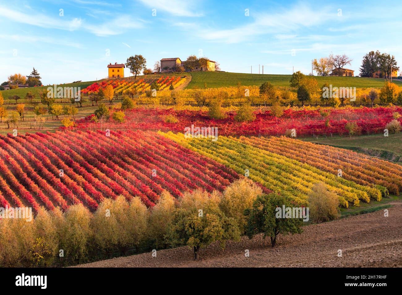 Vineyards and autumn landscape, rolling hills and fall colors Stock ...