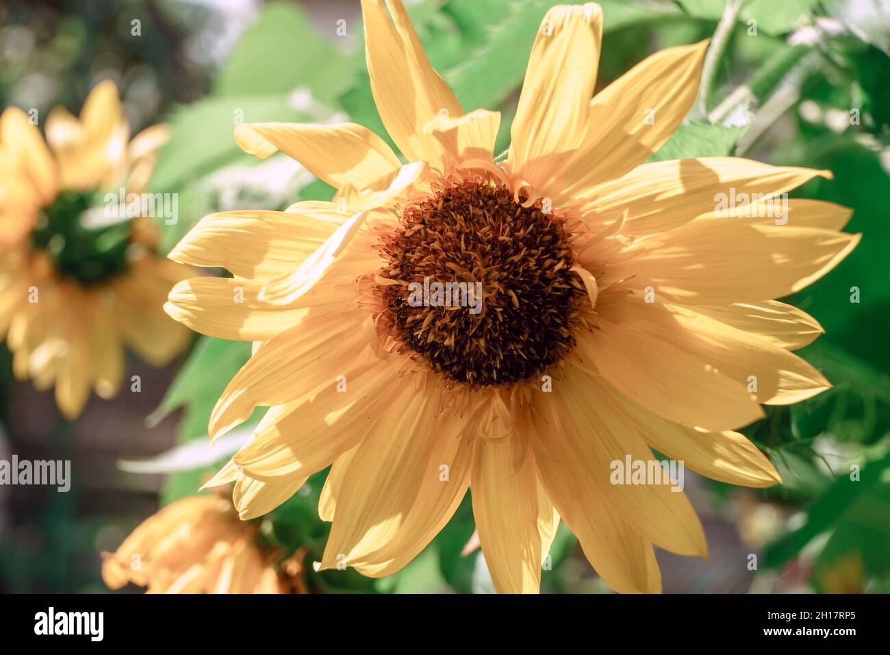 Close up beautiful young closed flower of a sunflower on a background ...