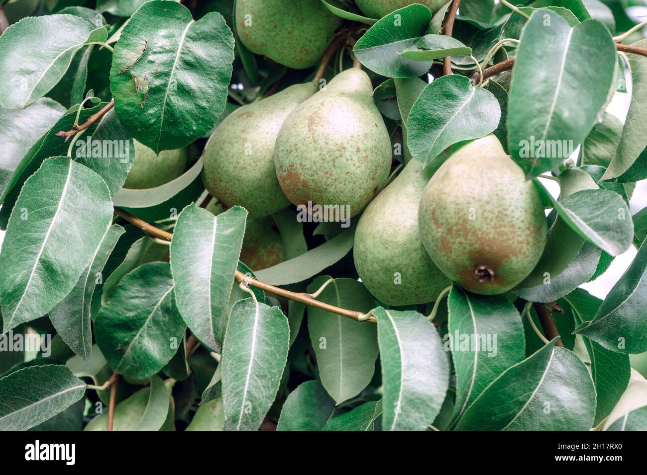 Asian pear young tree hi-res stock photography and images - Alamy