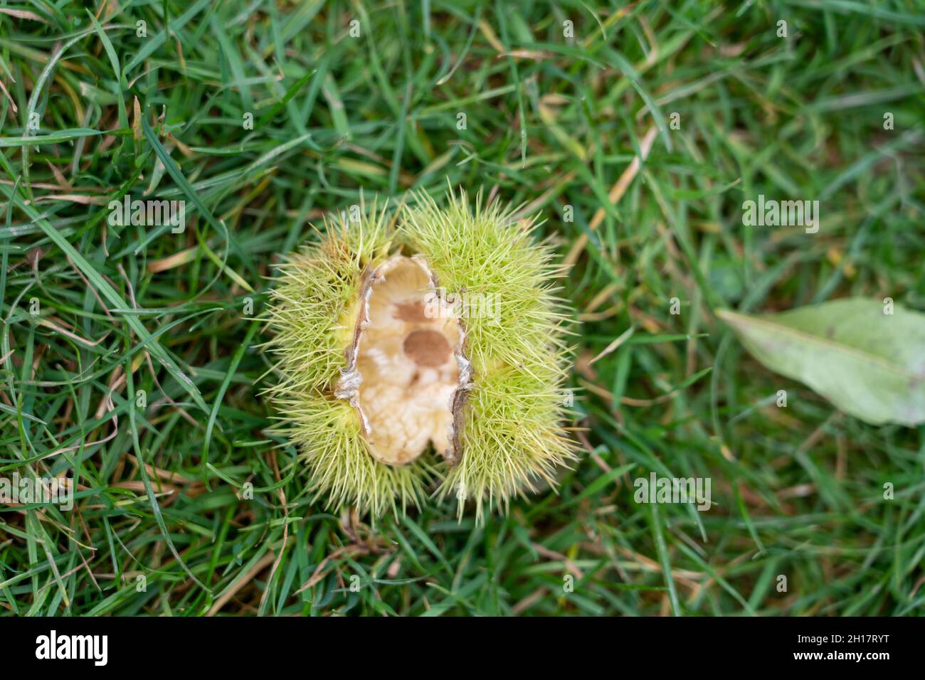 empty shell of the sweet edible chestnut fallen from a tree with the ...