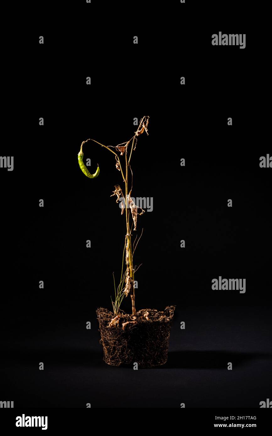 Chilli leaves hi-res stock photography and images - Alamy