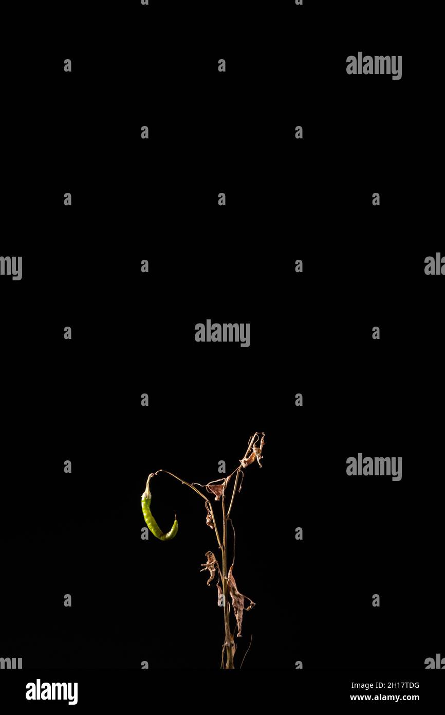 Single green chilli shrivelled and withering on a plant with no leaves ...