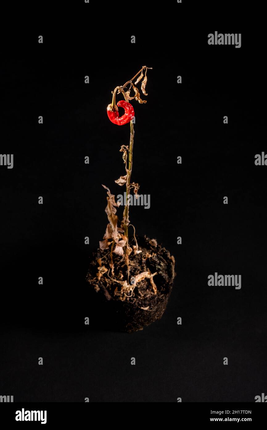 Single red chilli shrivelled and withering on a plant with no leaves on ...