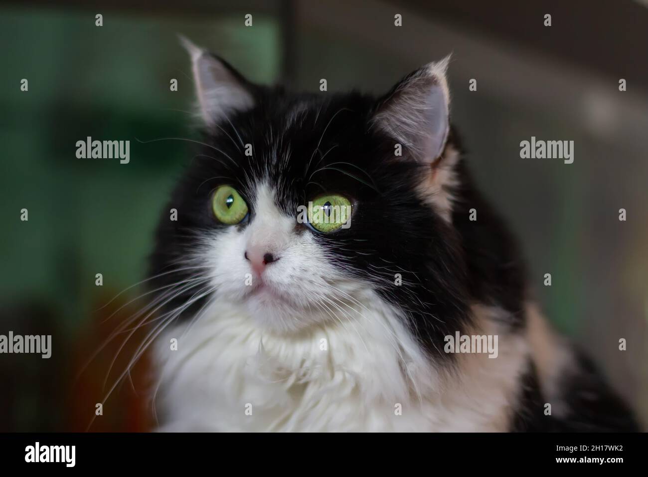 Beautiful cat of the Persian breed (metis) on a dark background looks ...