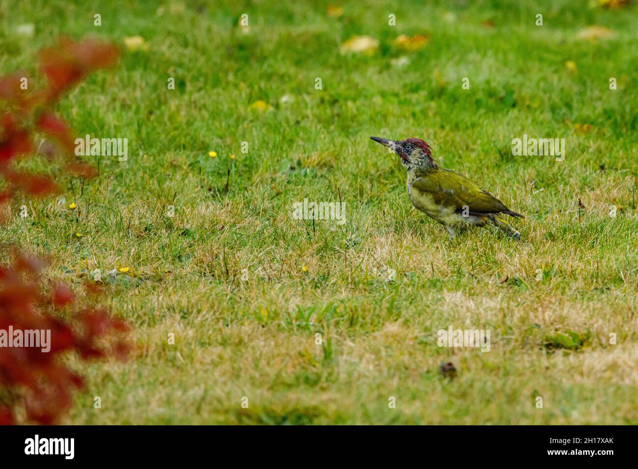 A european green woodpecker on a meadow Stock Photo - Alamy