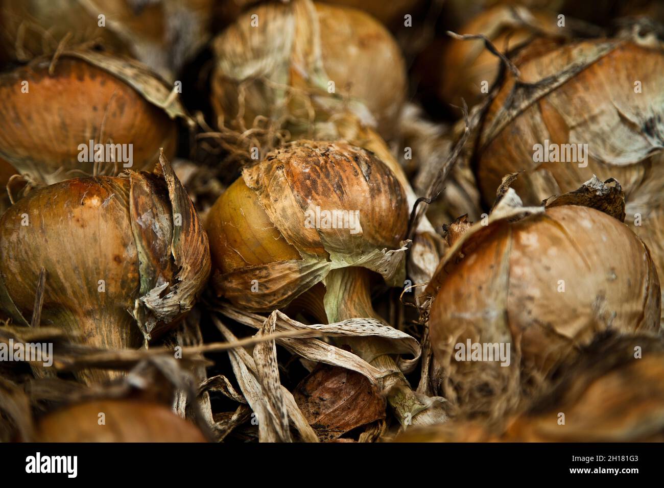 Onion skin paper hi-res stock photography and images - Alamy