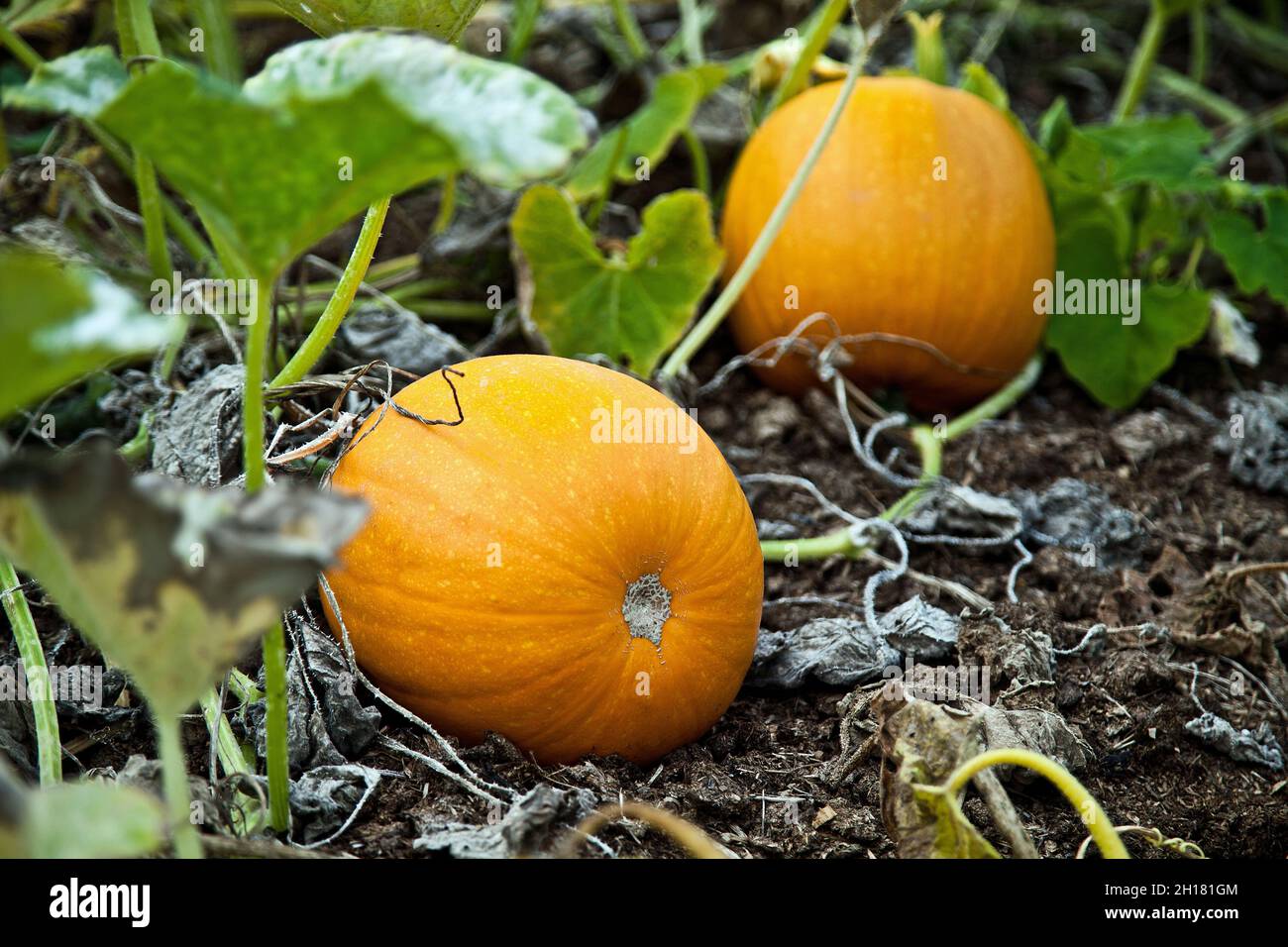 Heavy trick hi-res stock photography and images - Alamy