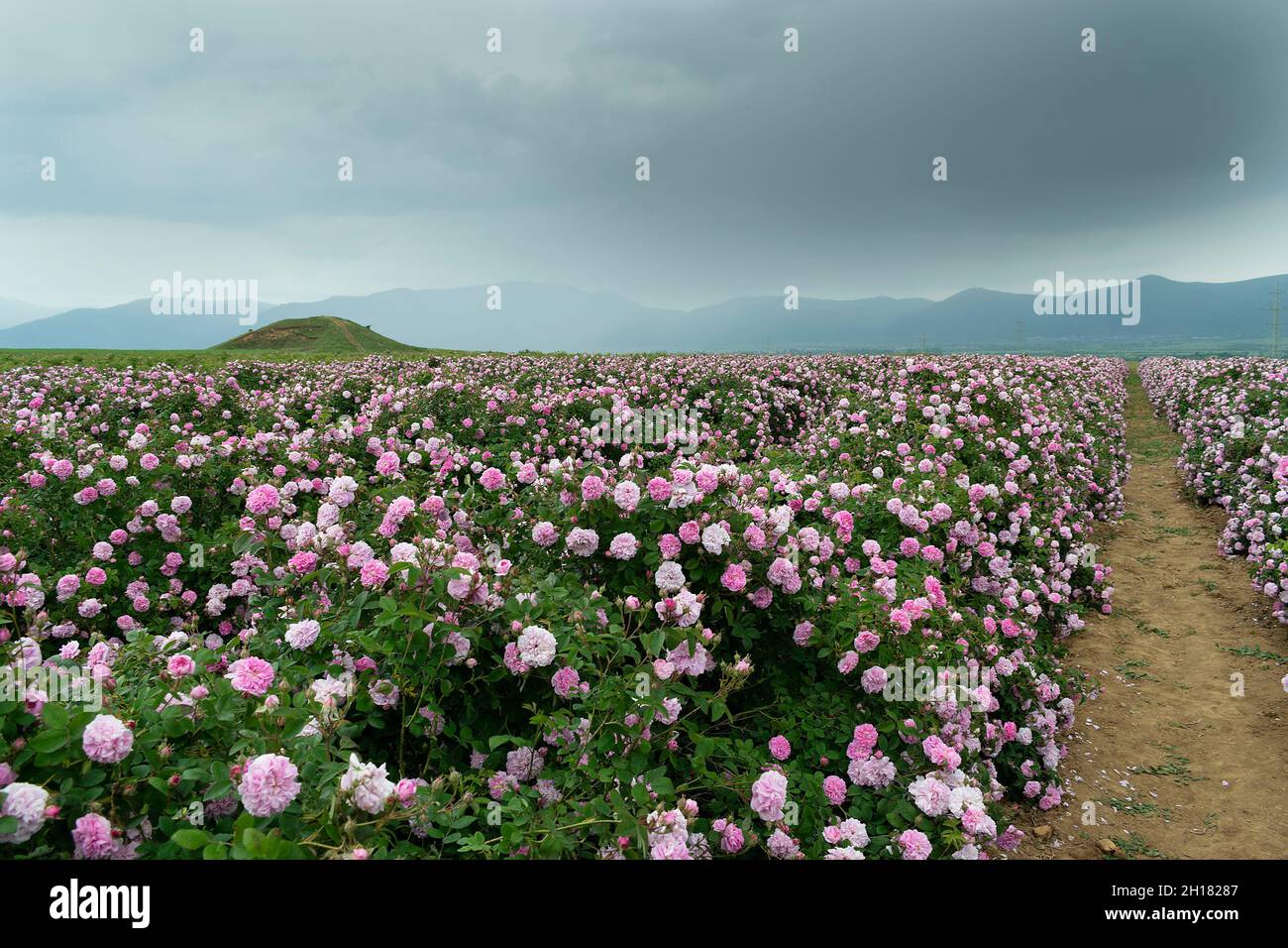 Rose valley bulgaria hi-res stock photography and images - Alamy