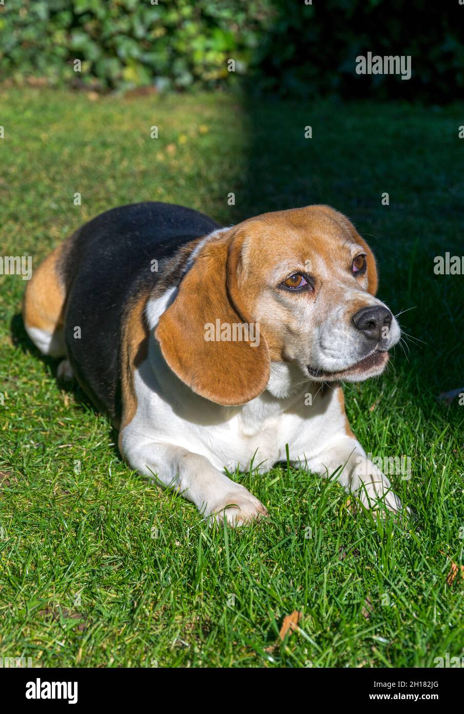 Photo pet hi-res stock photography and images - Alamy