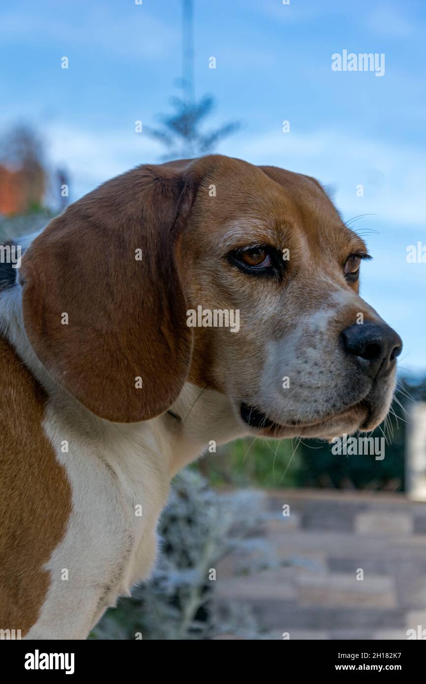 Beagle face hi-res stock photography and images - Alamy