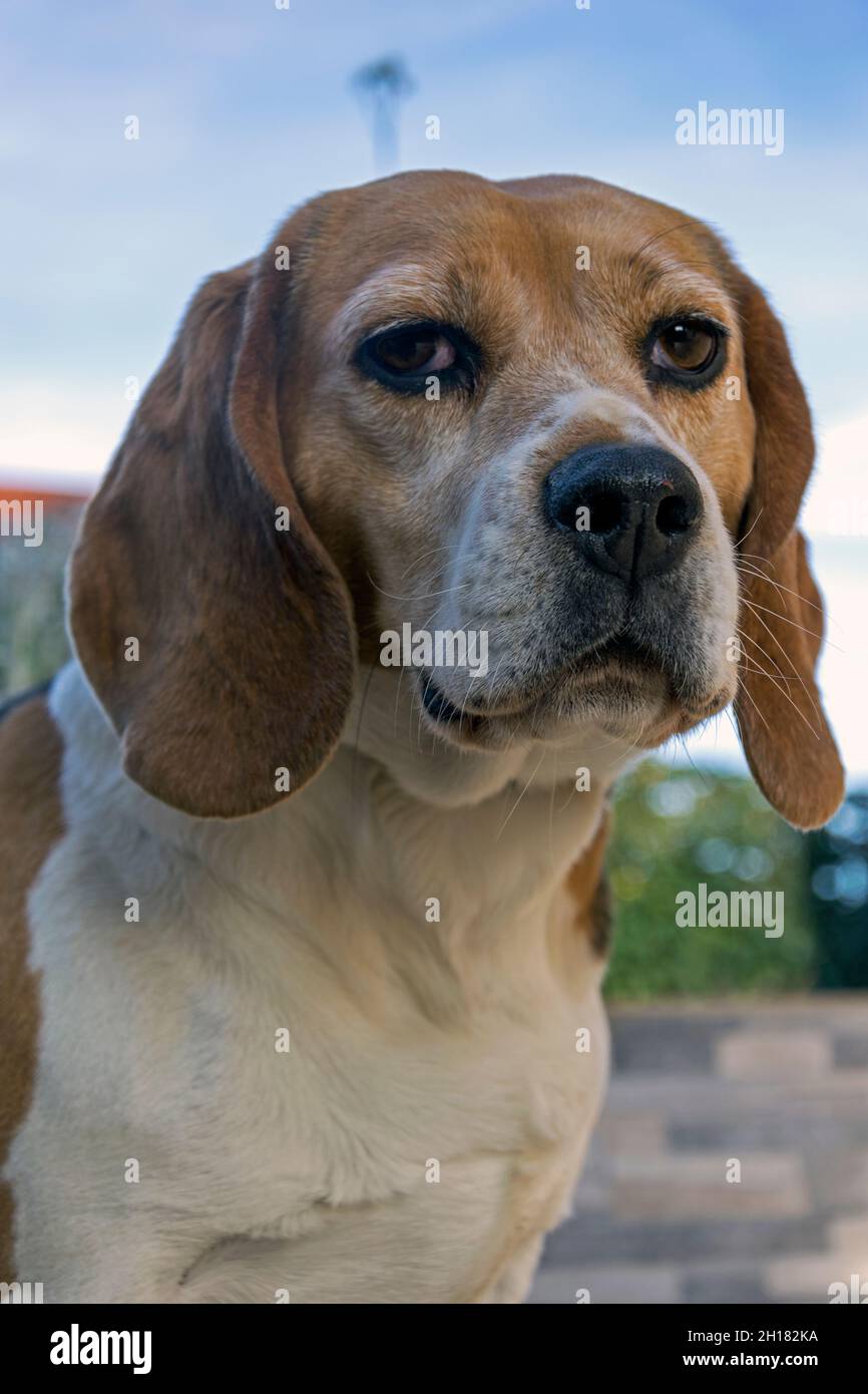 Beagle eyes hi-res stock photography and images - Alamy