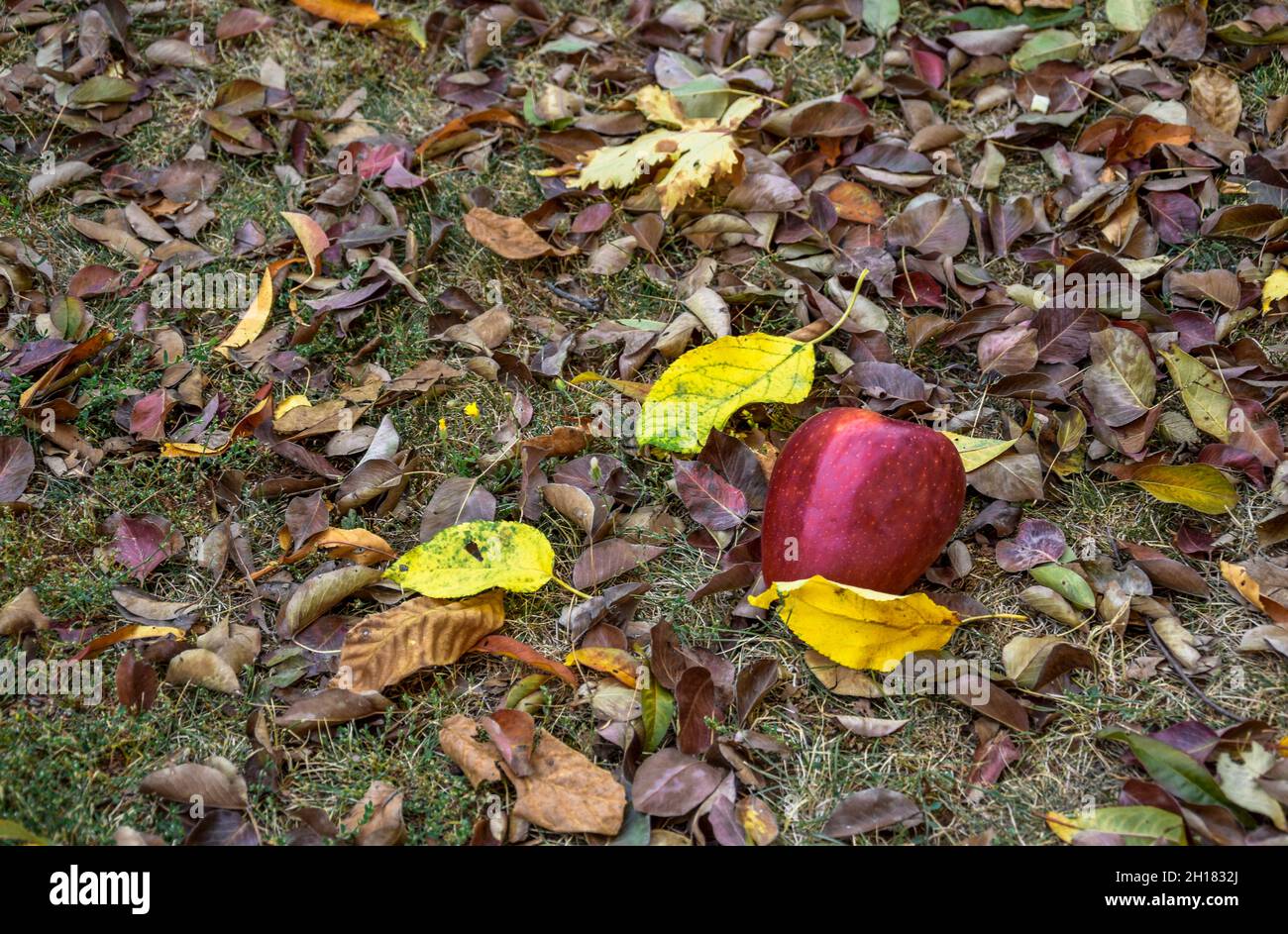 Apple and Leaves Stock Photo - Alamy