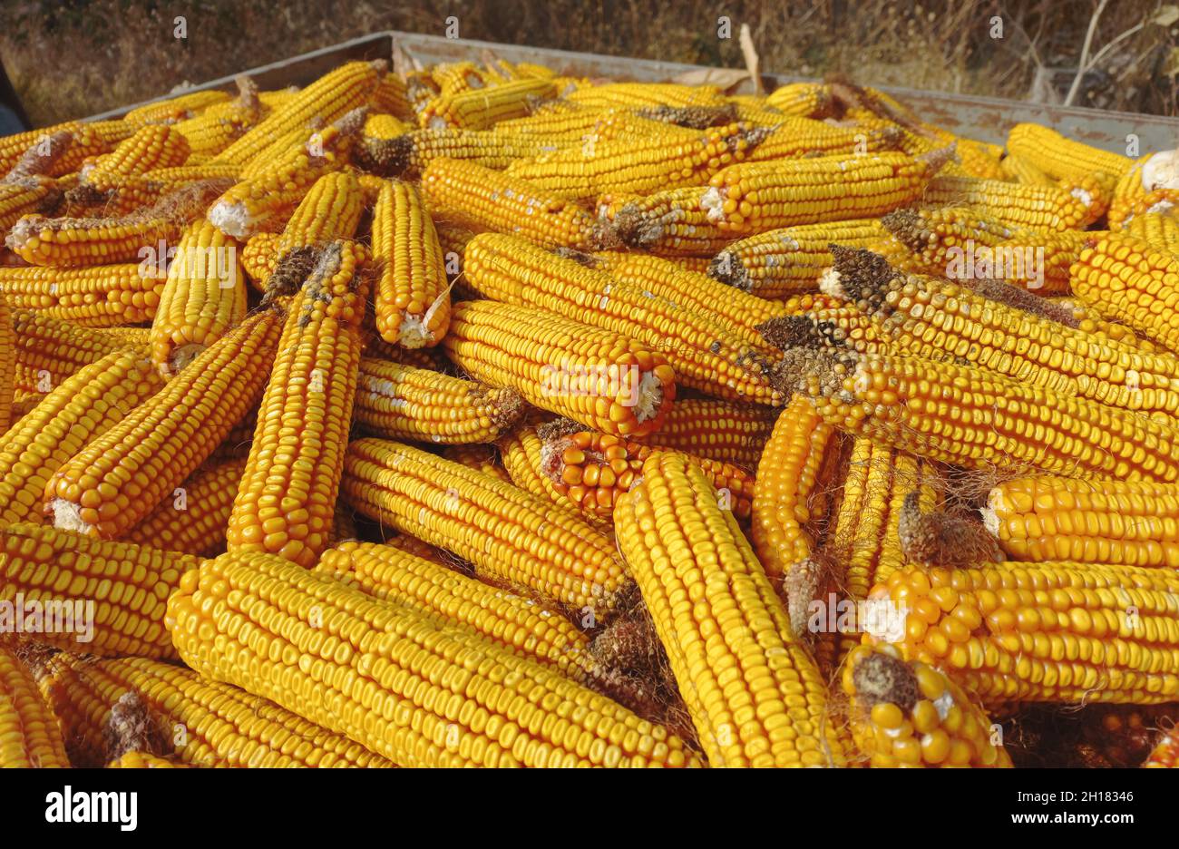 Picked corn field hi-res stock photography and images - Alamy