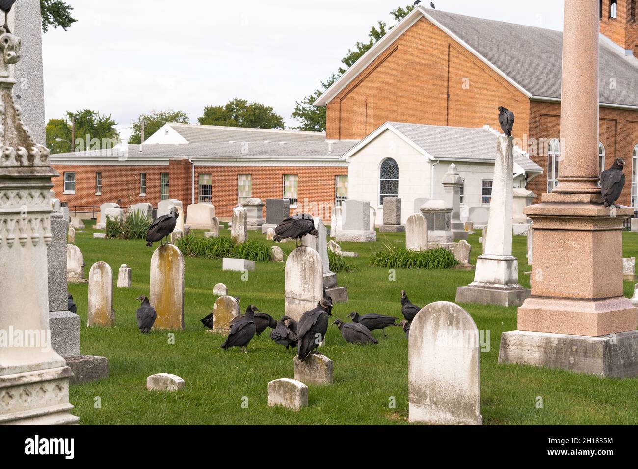 Gravestone under a tree hi-res stock photography and images - Alamy