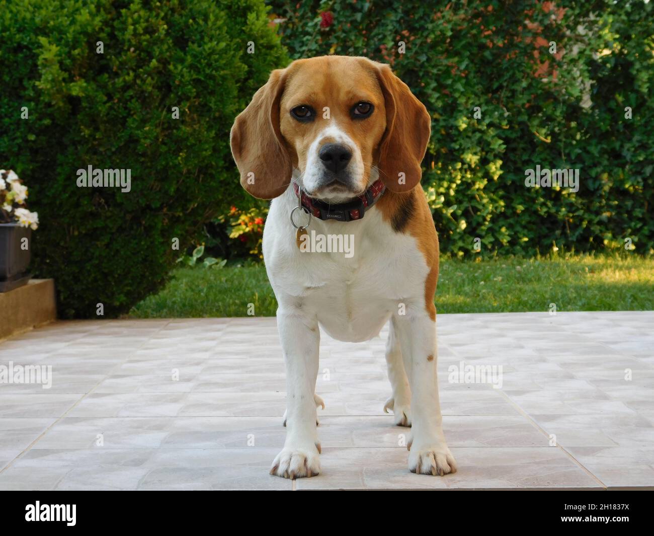 Medium size dog hi-res stock photography and images - Alamy
