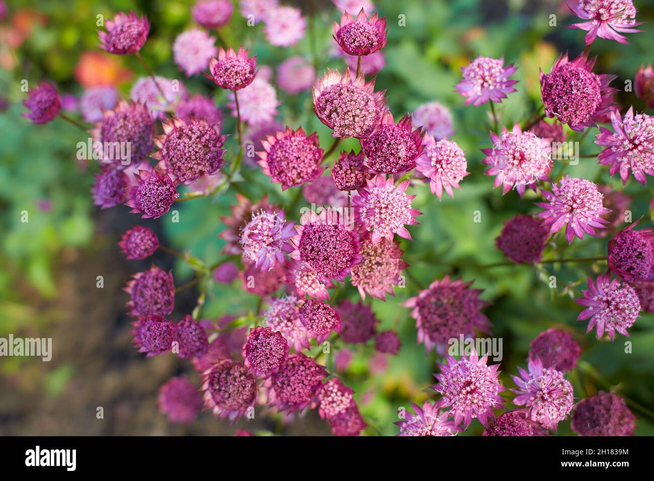 Pink astrantia flowers. Astrantia major Moulin Rouge Stock Photo - Alamy