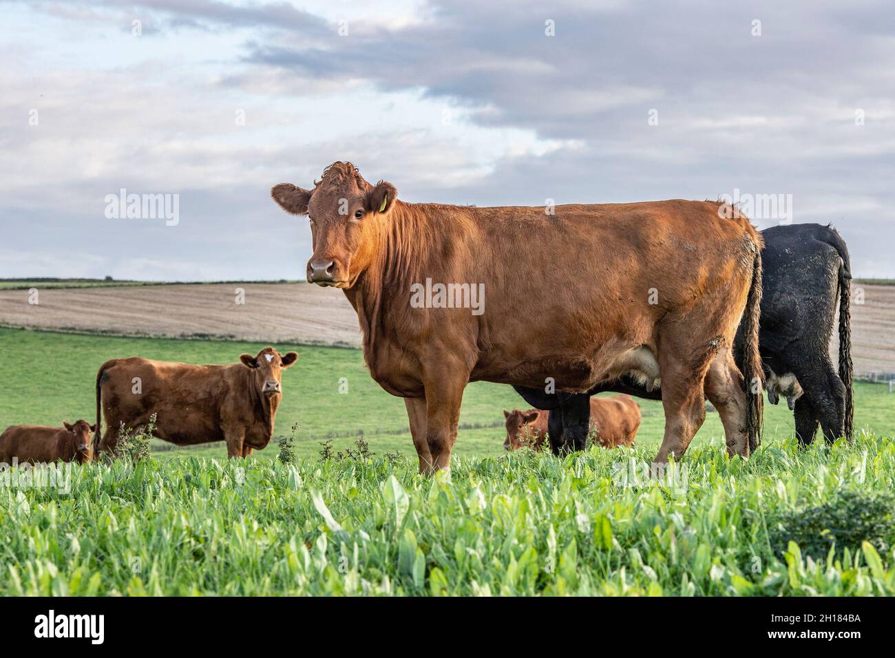Stabiliser cows hi-res stock photography and images - Alamy