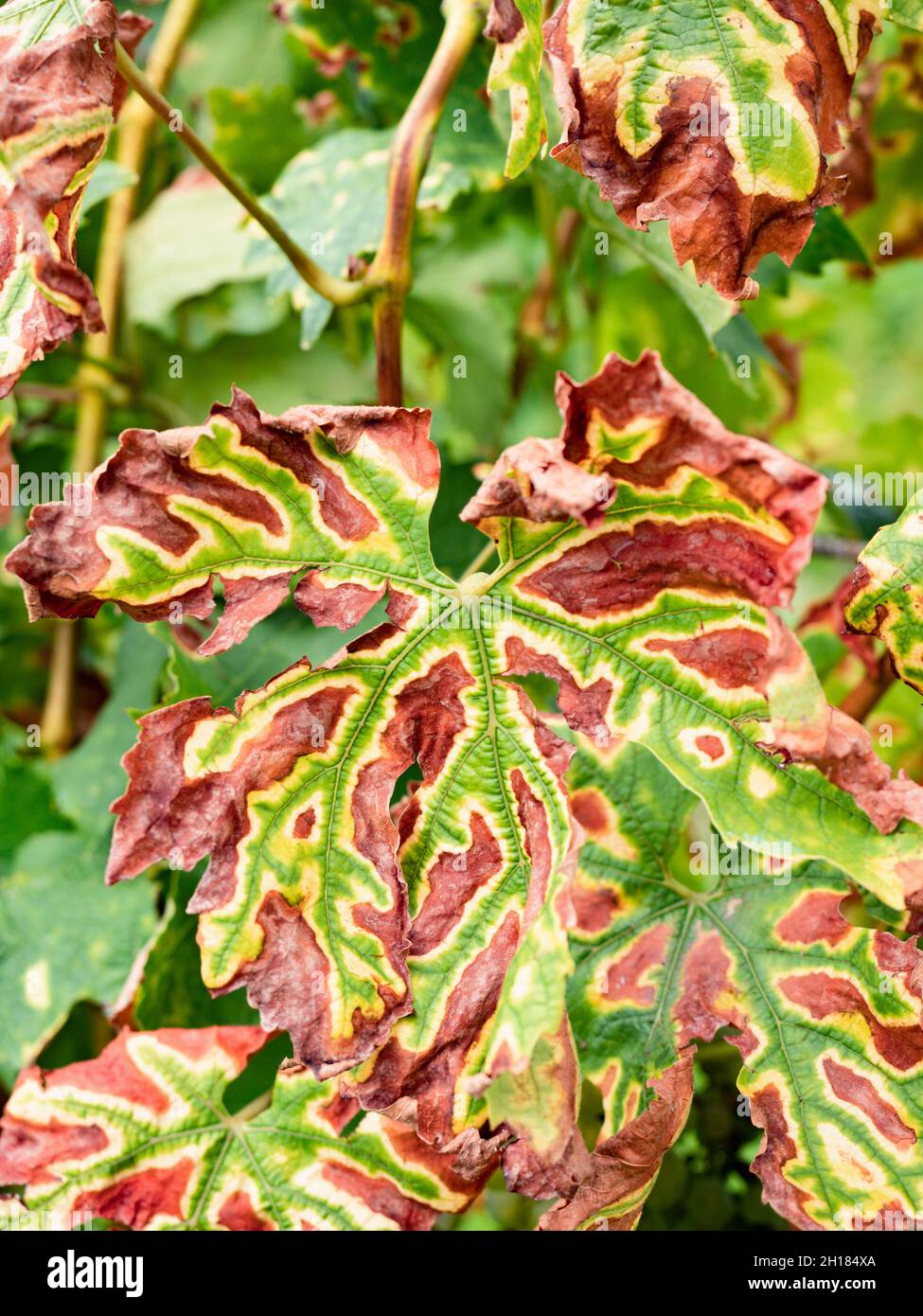 The esca disease is caused by several different fungus. Vine leaves ...