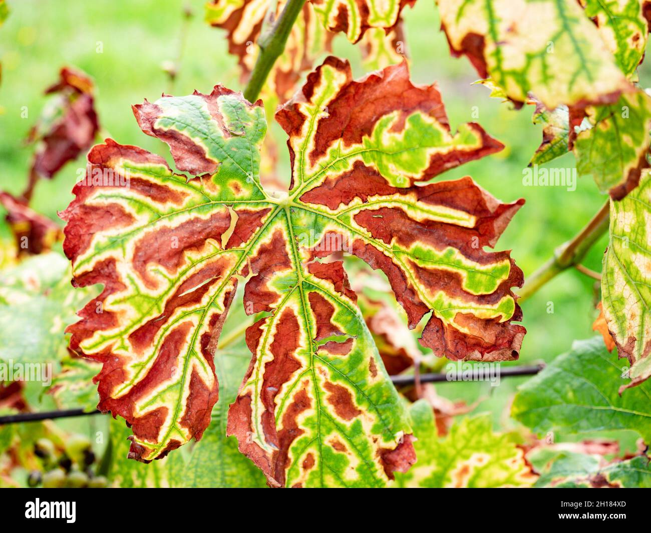 Phytoplasma, virus and virus like diseases in vines plants. Leaves ...