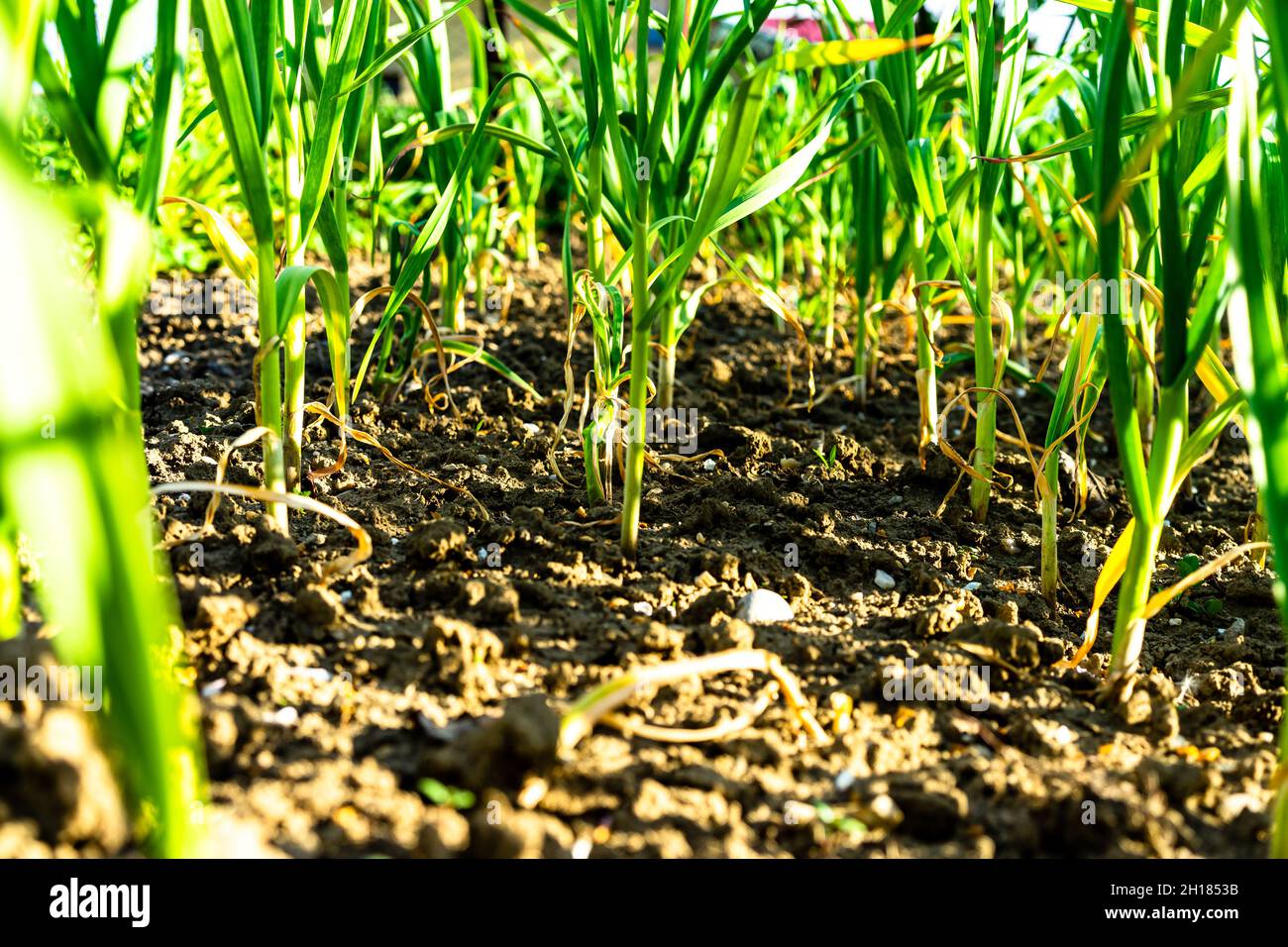 A selective focus of spring onions growing in vegetable garden plots ...
