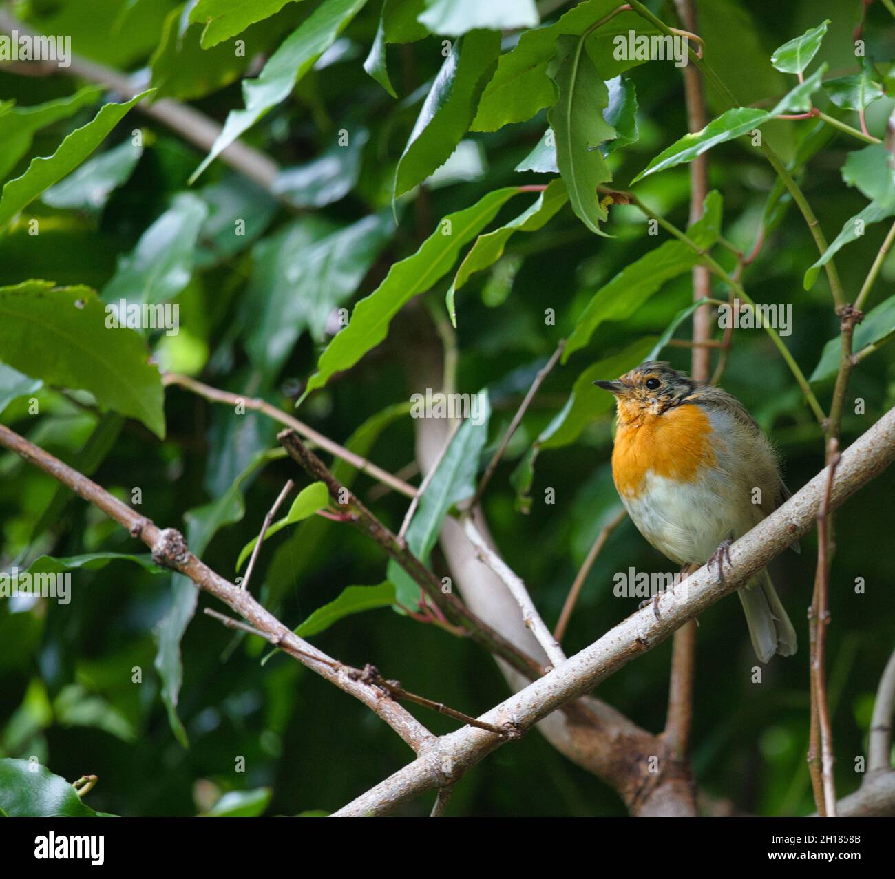 Robin redbreast bird hi-res stock photography and images - Alamy