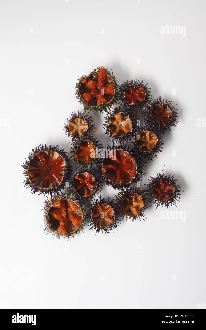 Seafood sea urchin white background Stock Photo - Alamy