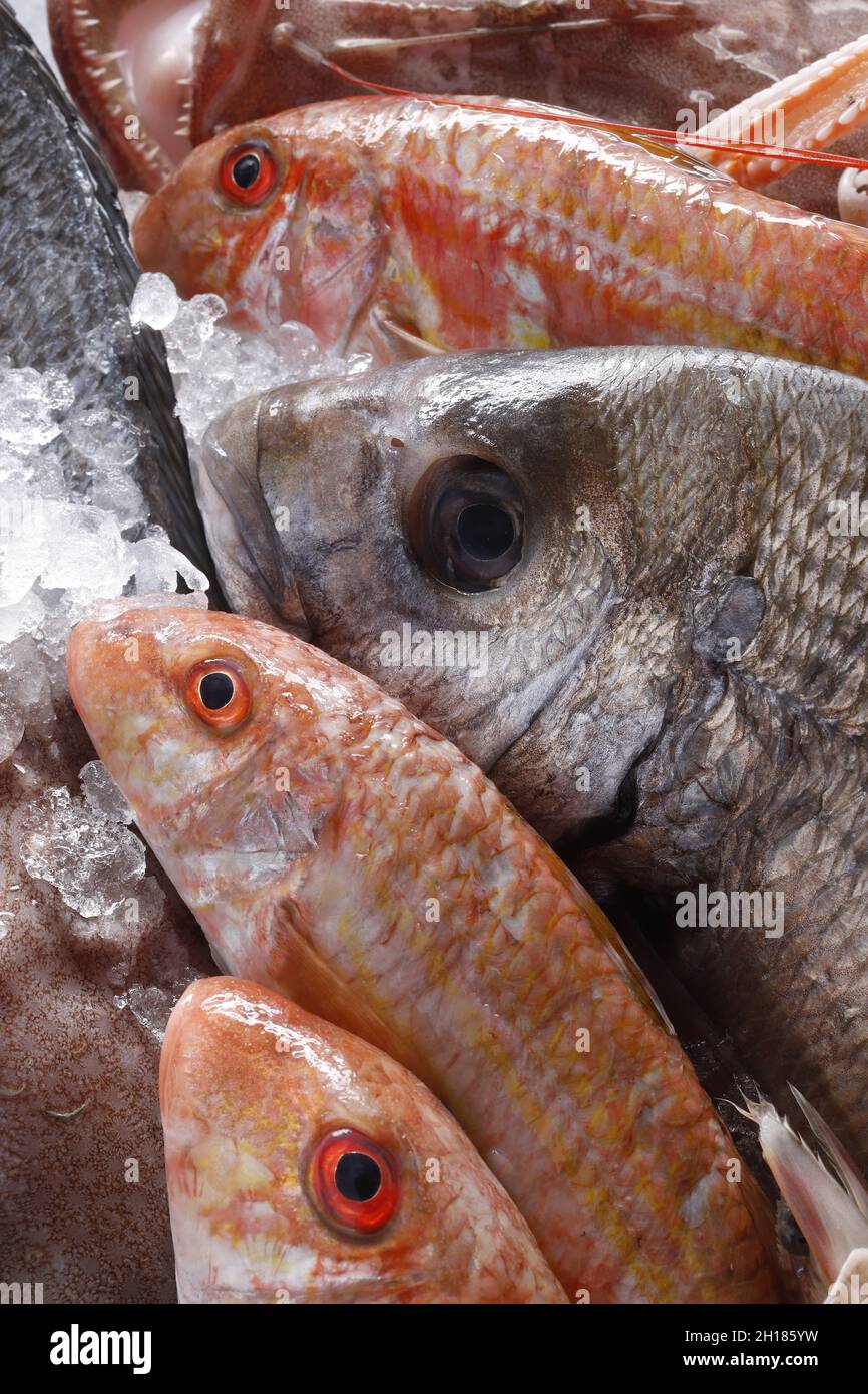 Mullet and other fishes Stock Photo - Alamy