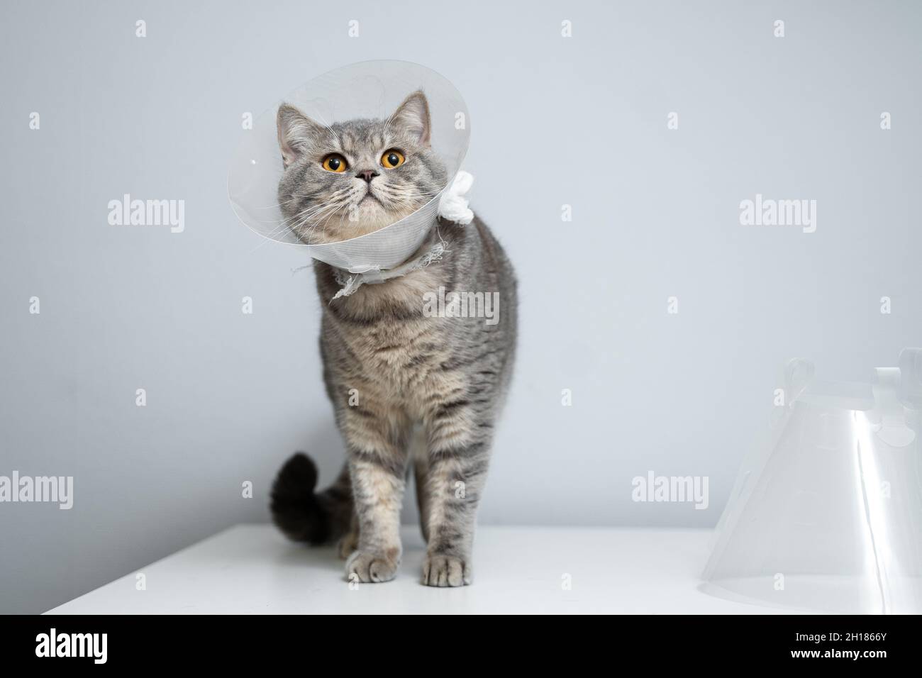 Scottish straight gray cat in veterinary plastic cone on head at ...