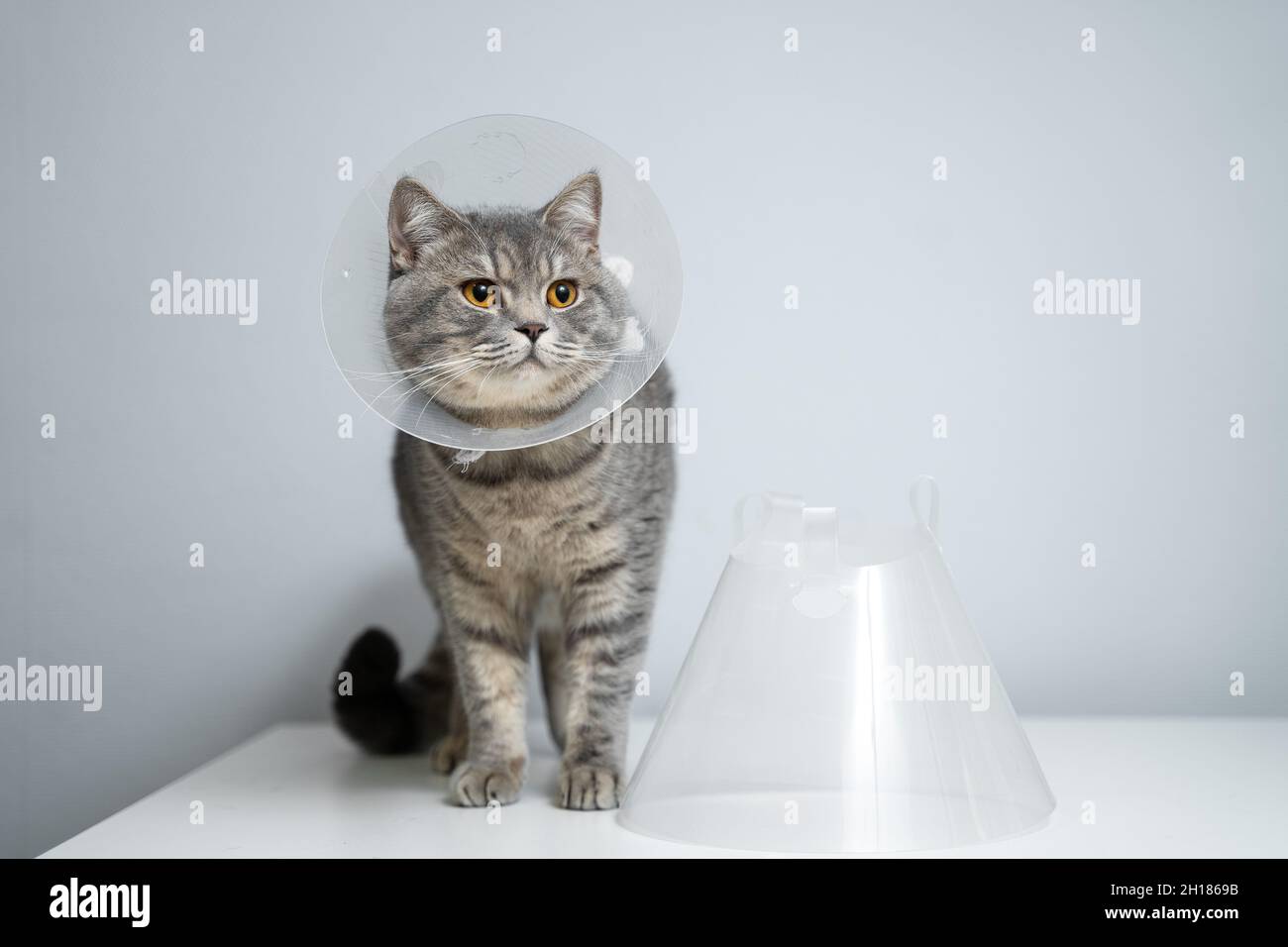 Scottish straight gray cat in veterinary plastic cone on head at ...