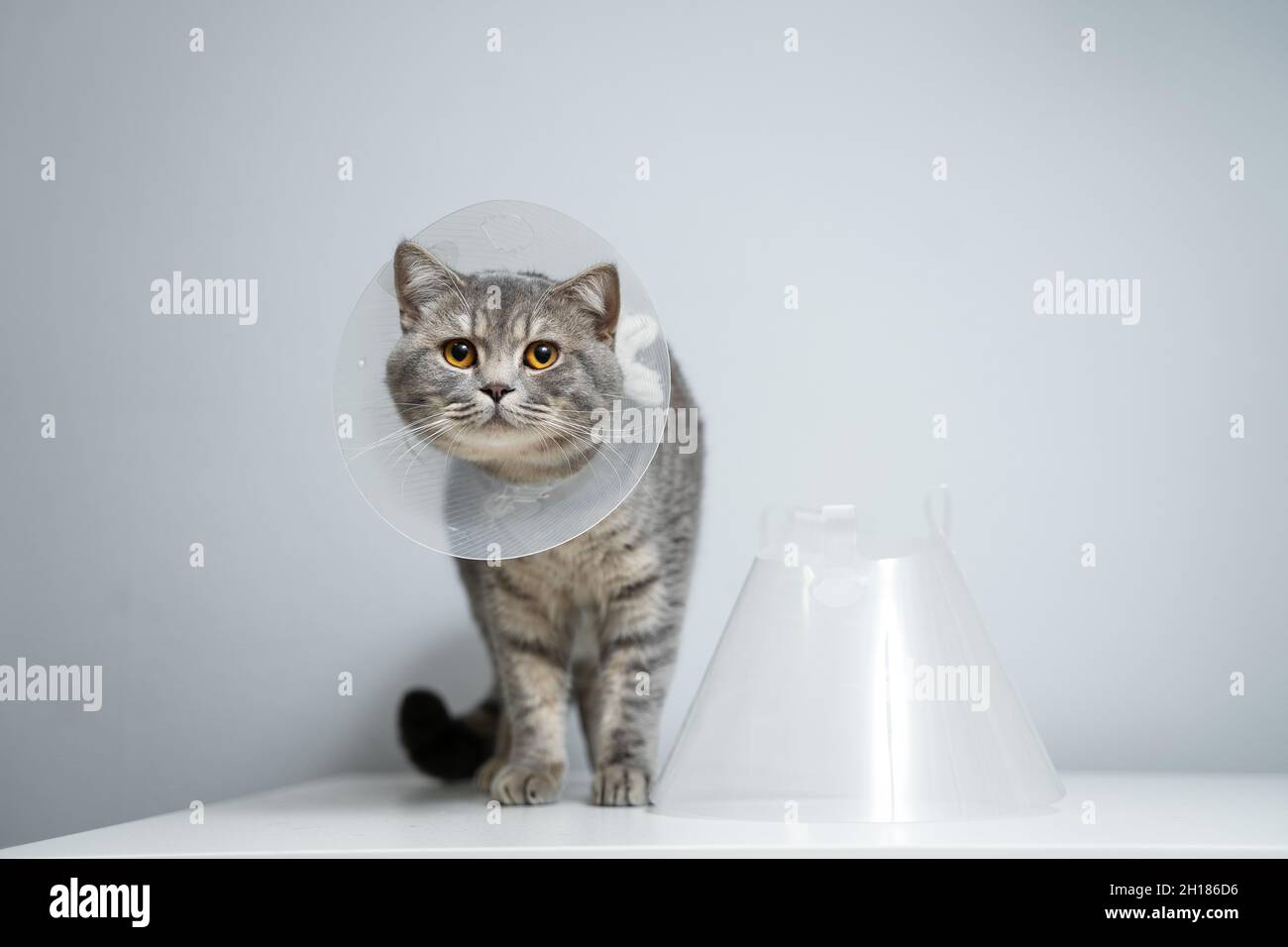 Scottish straight gray cat in veterinary plastic cone on head at ...